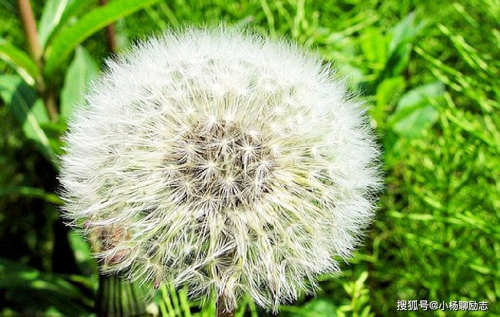 适合发朋友圈的经典短语，句句深入人心，让人赞叹不已 搜狐大视野 搜狐新闻