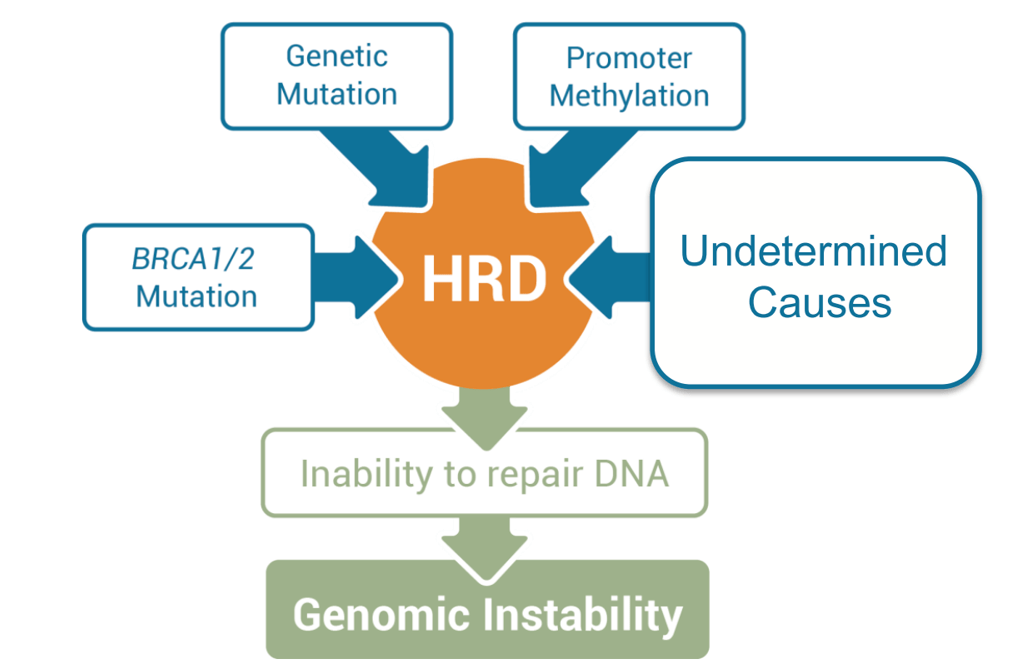 乘风破浪的PARP抑制剂 | 从BRCA到HRD，为患者带来无限可能！_检测
