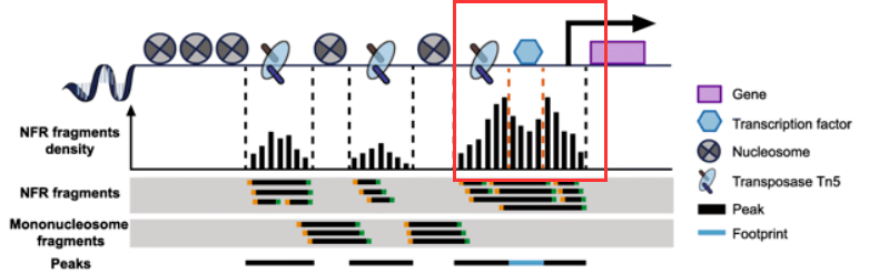 ChIP-seq和ATAC-seq基础知识（视频）_基因