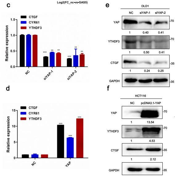 RIP-seq让m6A后期研究威力加倍 | RIP专题_蛋白