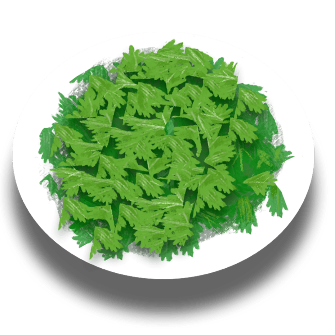 【菜里人生】芫荽：自有香气驱秽邪-搜狐大视野-搜狐新闻