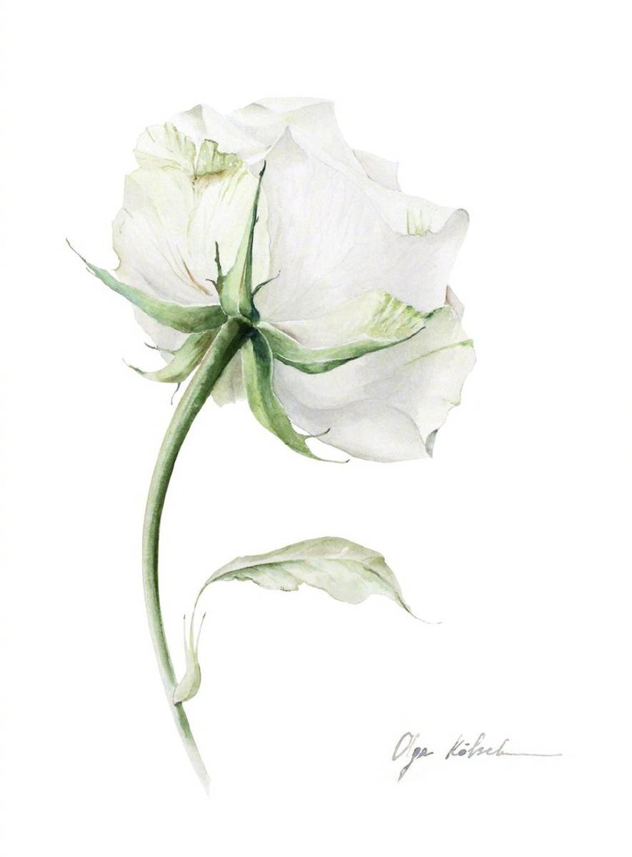 画家 Olga Koelsch 绘画作品-搜狐大视野-搜狐新闻