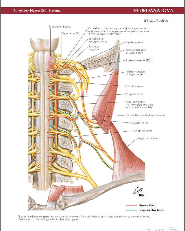 Netter脑神经解剖（精美原版高清彩色大图）_纤维