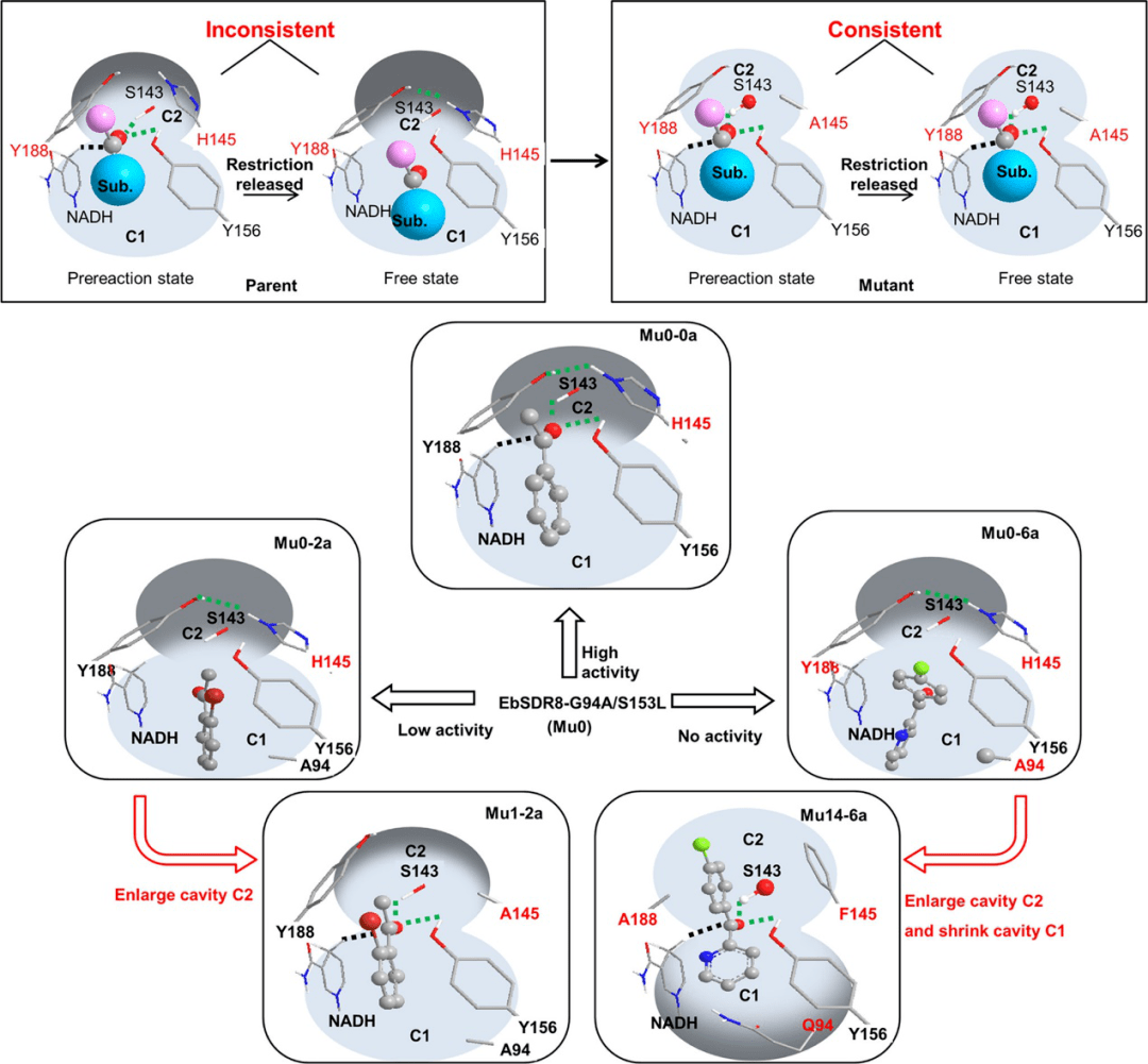 ACS Catalysis | 基于分子动力学模拟的脱氢/还原酶的理性设计_Osub