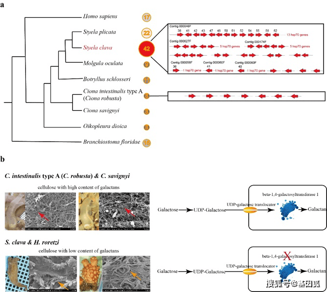 我国科学家利用Pacbio和Hi-C技术成功绘制柄海鞘染色体水平基因组精细图谱_the