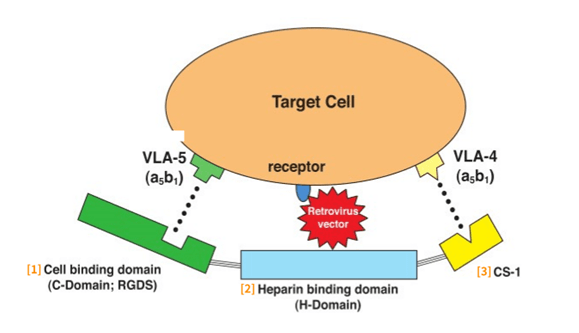 重组人纤连蛋白（Fibronectin，FN）_细胞