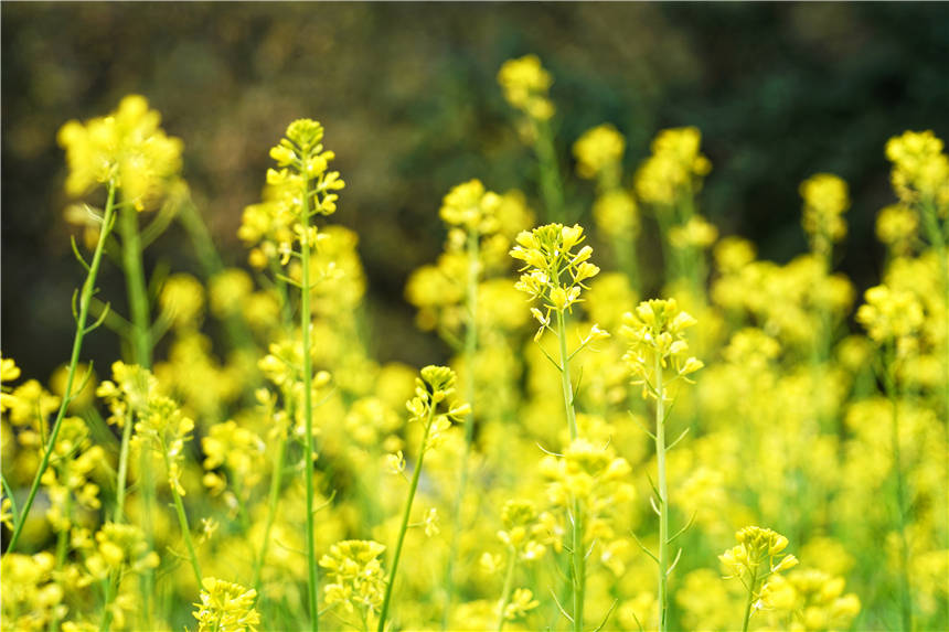 深情马尔康，乘着诗歌的翅膀飞翔，探寻2600海拔的土司故事_建筑