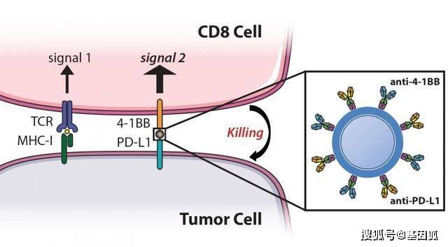 免疫治疗再“升级”：GEN1046双靶点抗体有效率达65.6%_患者