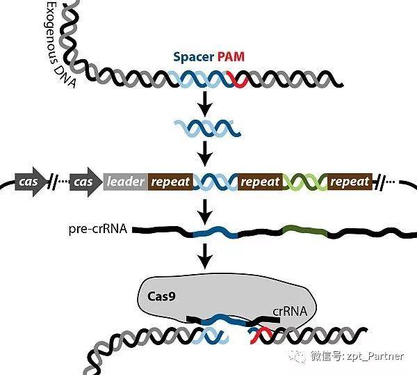 crisper cas9步骤实验操作_Cas