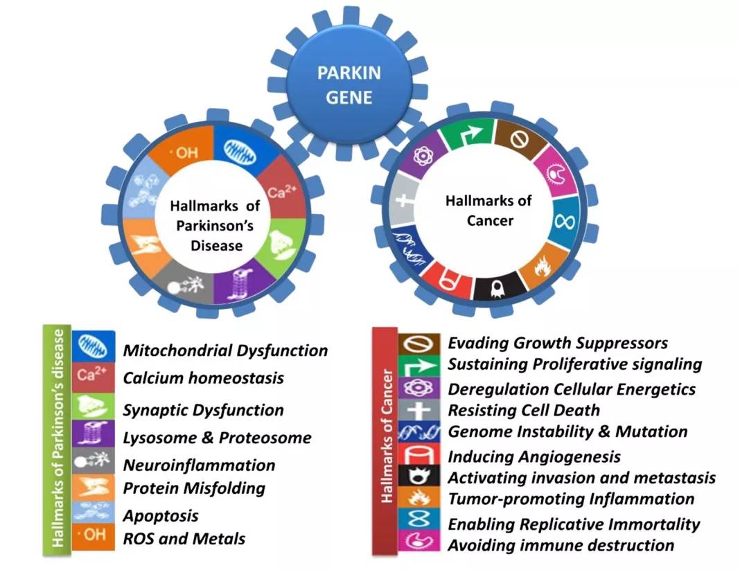帕金森病致病基因之PRKN_Parkin