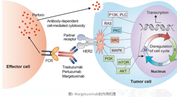 HER-2+乳腺癌再添新药：FDA批准Margenza上市_化疗