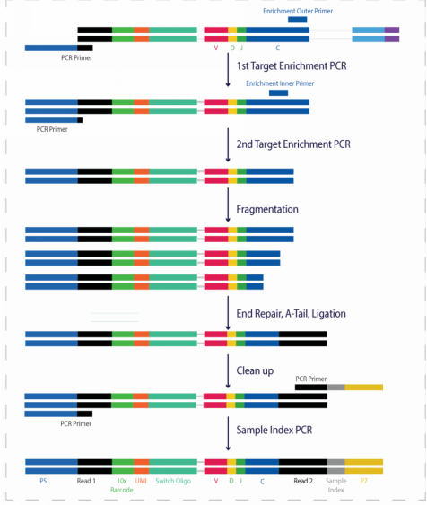 单细胞BCR/TCR的原理_手机搜狐网