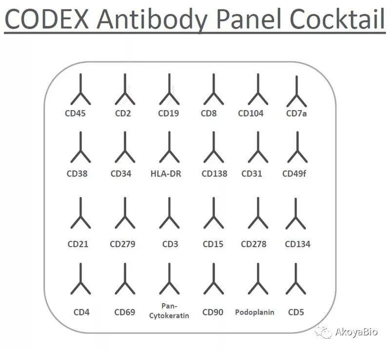 遇见CODEX|一文详解CODEX单细胞空间蛋白组学分析平台技术原理_样本