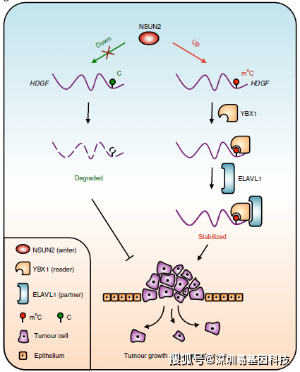 m5C-RNA—掀起表观转录组学研究新浪潮_调控