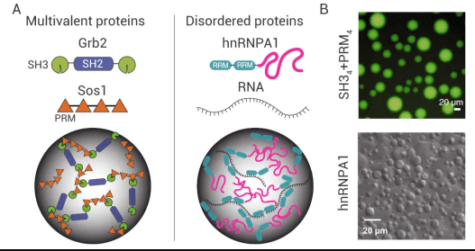 靶向相分离-小分子药物研发新视角_细胞
