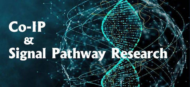 Co-IP与信号通路研究_蛋白