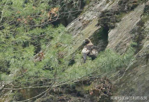 金雕捕食野猪崽飞掠天空 猪脚上似乎还抓着青菜-搜狐大视野-搜狐新闻