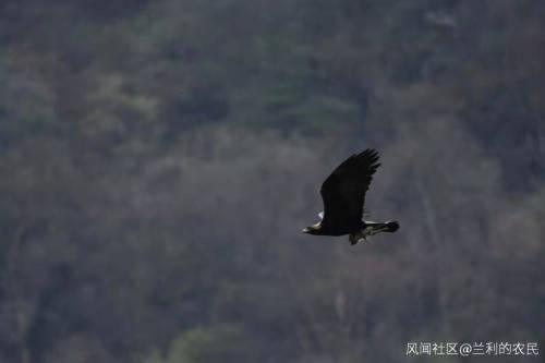 金雕捕食野猪崽飞掠天空 猪脚上似乎还抓着青菜-搜狐大视野-搜狐新闻