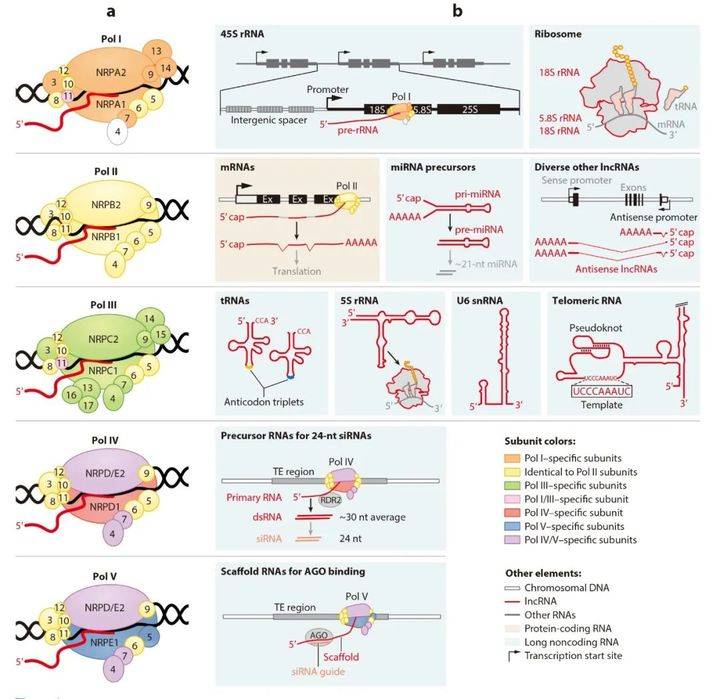 RNA普查——LncRNA在植物中的研究进展_lncRNAs