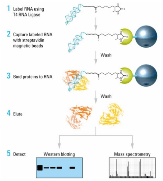 一文掌握pull down实验：RNA pull down，DNA pull down，Protein pull down_融合