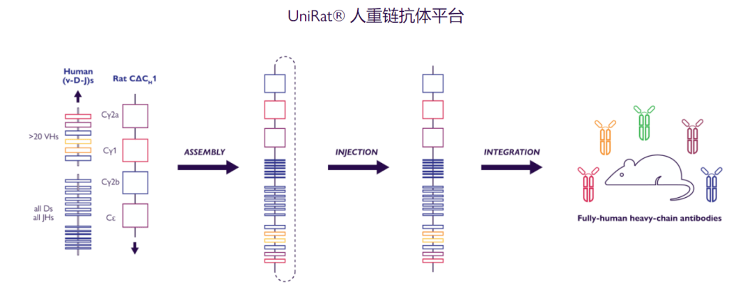 安进25亿美元收购抗体公司Teneobio，补充其现有抗体疗法能力！_治疗
