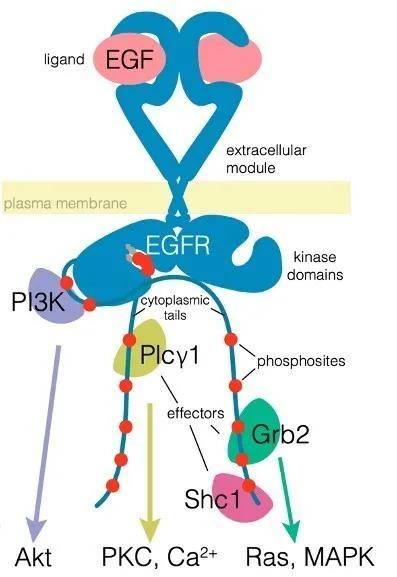 安永看生物医药 | 肿瘤靶向疗法篇之EGFR_伏美