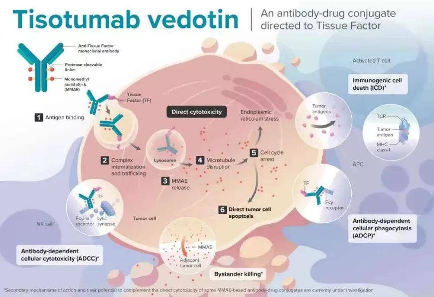 研究报告 | 靶向TF药物在研现状_Tivdak