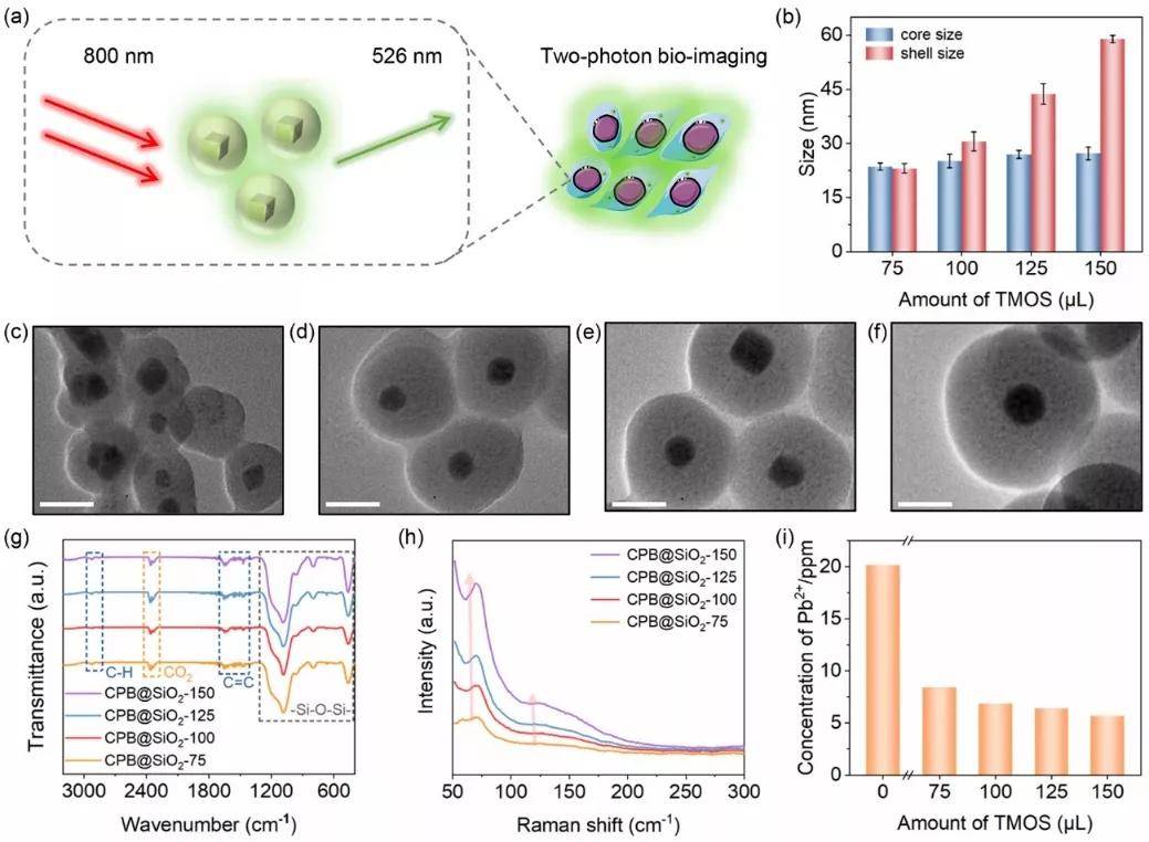 广州大学揭示CsPbBr3@SiO2纳米晶体的双光子发光特性_成像_荧光_细胞