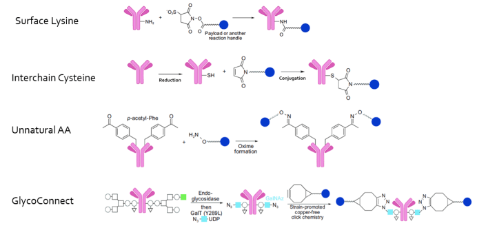 ADC偶联技术挑战 | 年会回放_抗体_药物_裂解