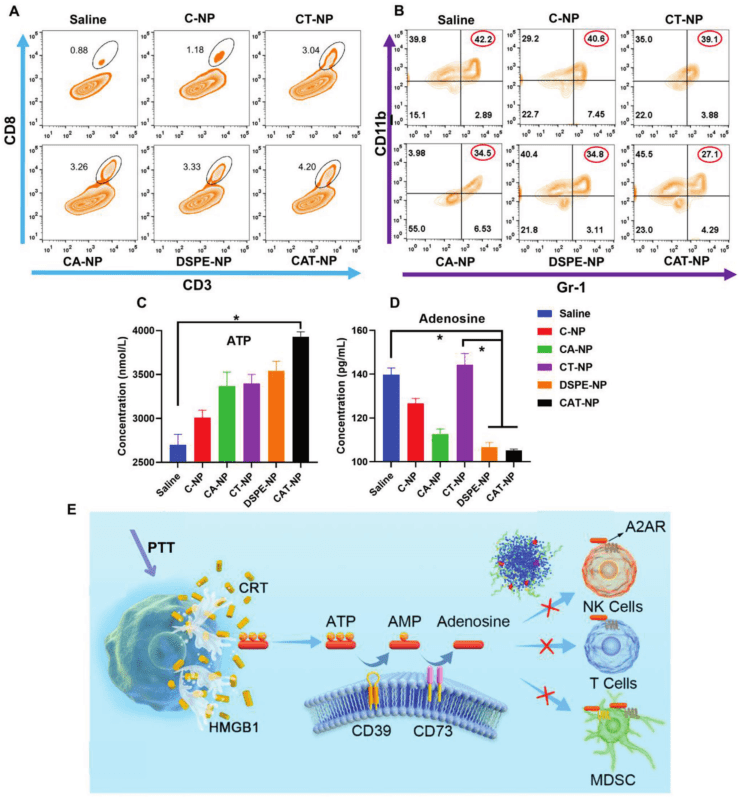 恒光讲堂｜动态调节AIE分子非辐射和辐射衰减以实现光热治疗和免疫治疗_纳米_颗粒_癌细胞
