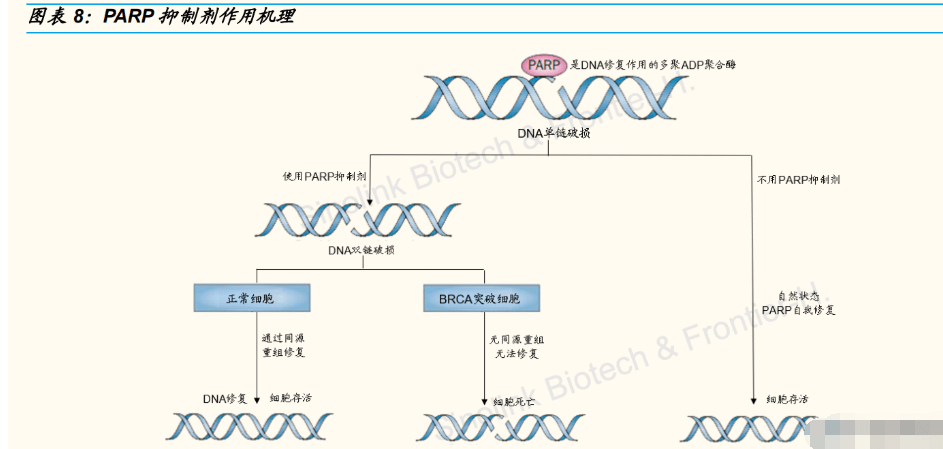 医药行业之君实生物研究报告：新冠小分子领先，PD~1冲刺美国上市_公司_普利_临床