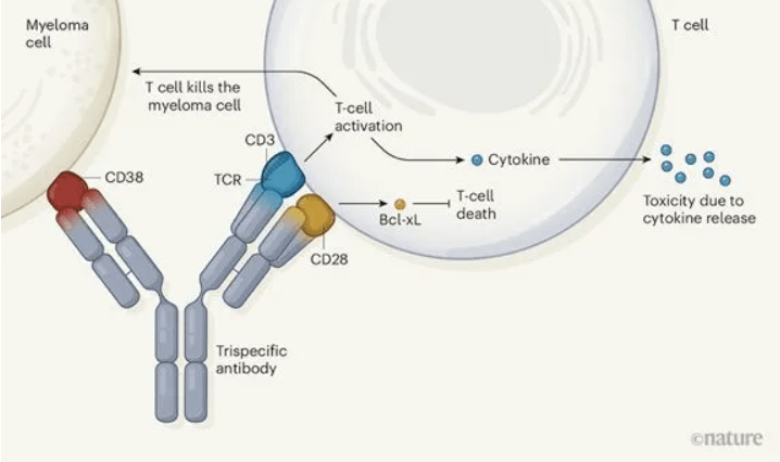 一文读懂国内三抗药物研发进展_抗体_细胞_cMet