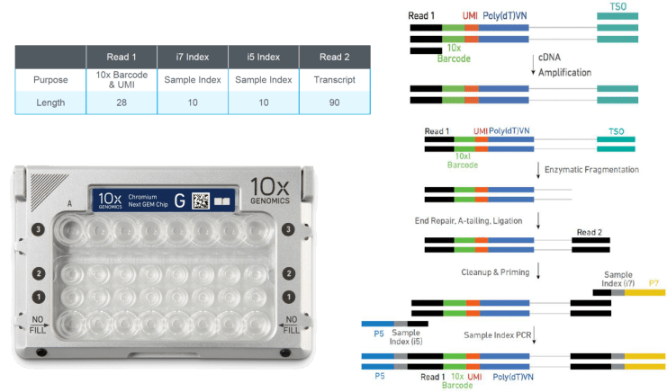 单细胞小白课堂 | 10x Genomics单细胞转录组测序入门指南_进行_Cell_Beads