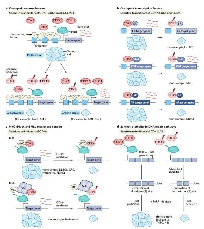 Nat Rev Cancer|靶向肿瘤细胞转录周期_Pol_基因_癌症