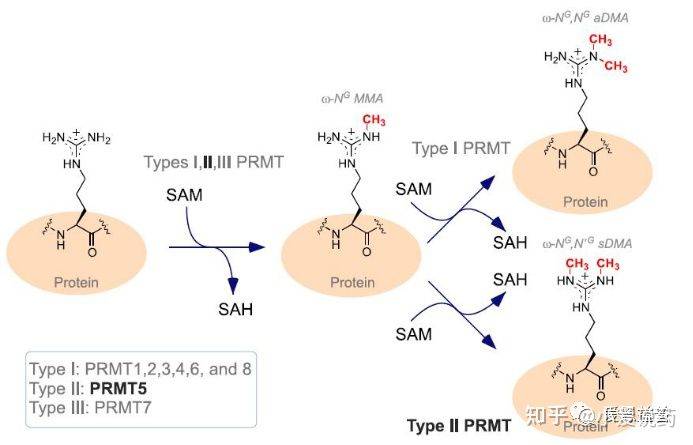 挑战DDR靶点之PRMT5|靶点筛选|安全靶点筛选|酶学检测|药物研发服务_合成_临床_基因