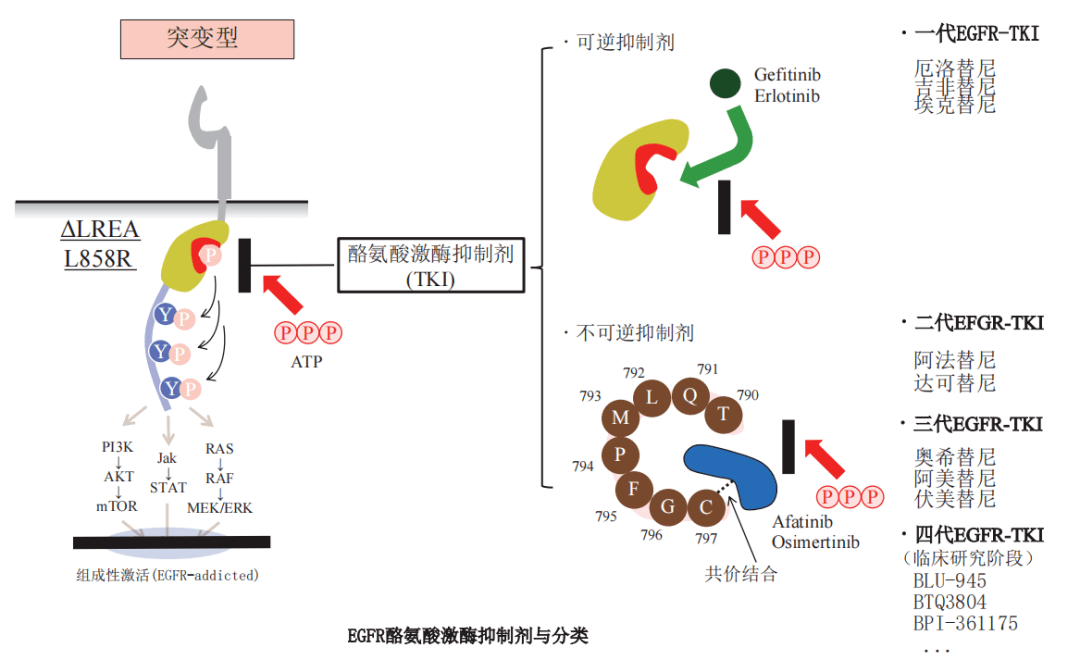 与肿瘤相关的那些明星标志物：肺癌之EGFR_治疗_患者_基因功能