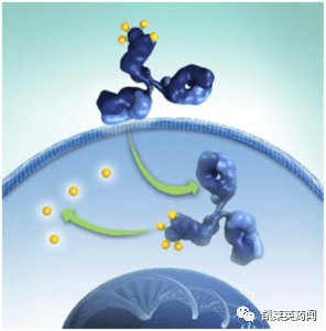 FIC：Oncomatryx 宣布 FDA 和 AEMPS批准 OMTX705 的IND，用于治疗晚期实体瘤_肿瘤_药物_抗体