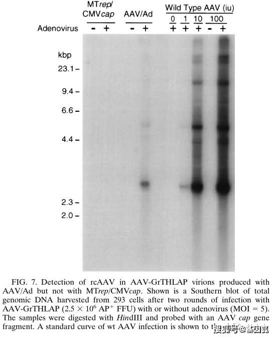 经验分享：基因治疗AAV载体生产过程中rcAAV的鉴定和消除简介_cap_序列_vector