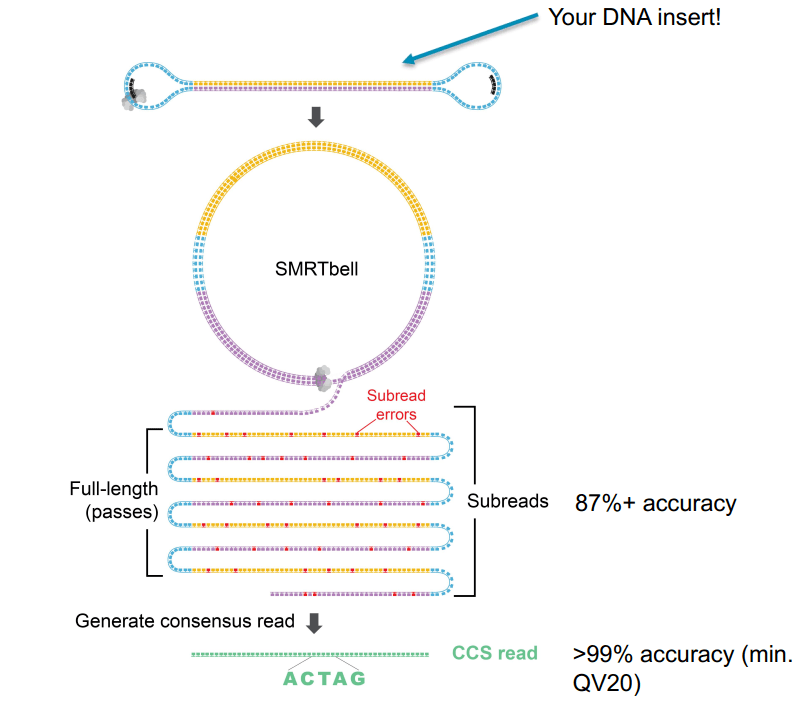 三代全长扩增子——微生物多样性HiFi 3.0时代全面来袭！_研究_物种_高变区