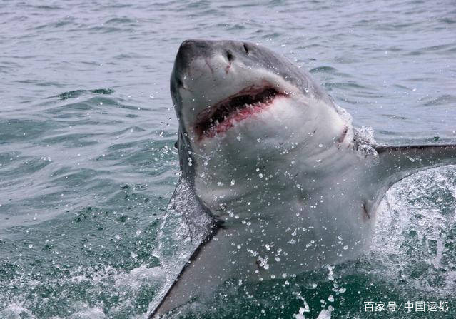 【威海运都】☆海识 | 令人胆寒的海中霸王_搜狐网