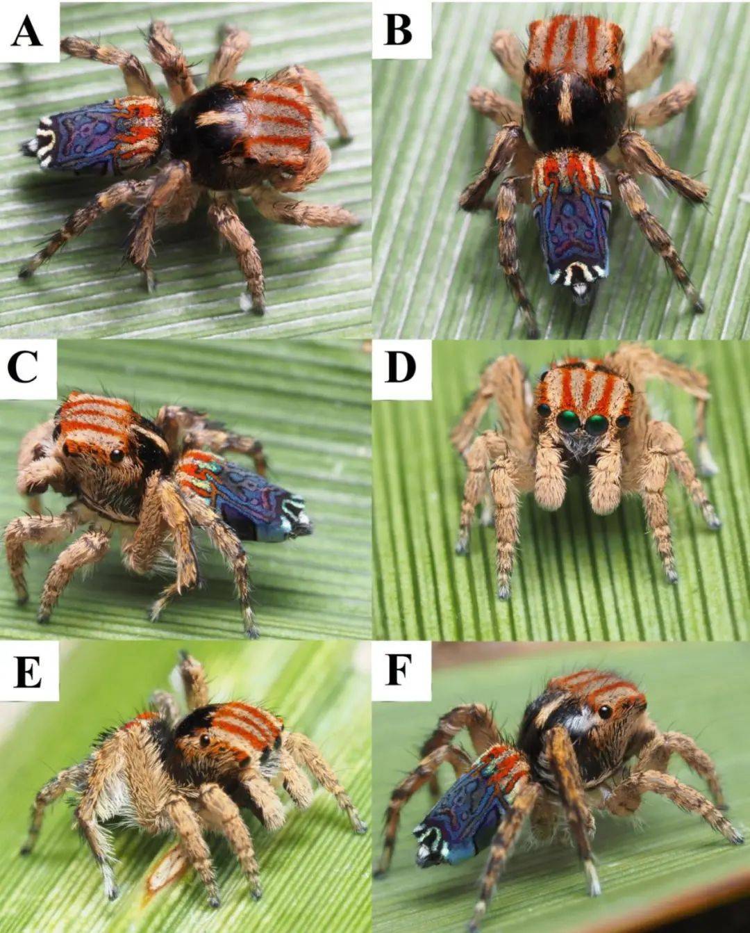 2022年，人类发现了哪些新动物？｜奇怪的动物知识_海马_Ana_侏儒