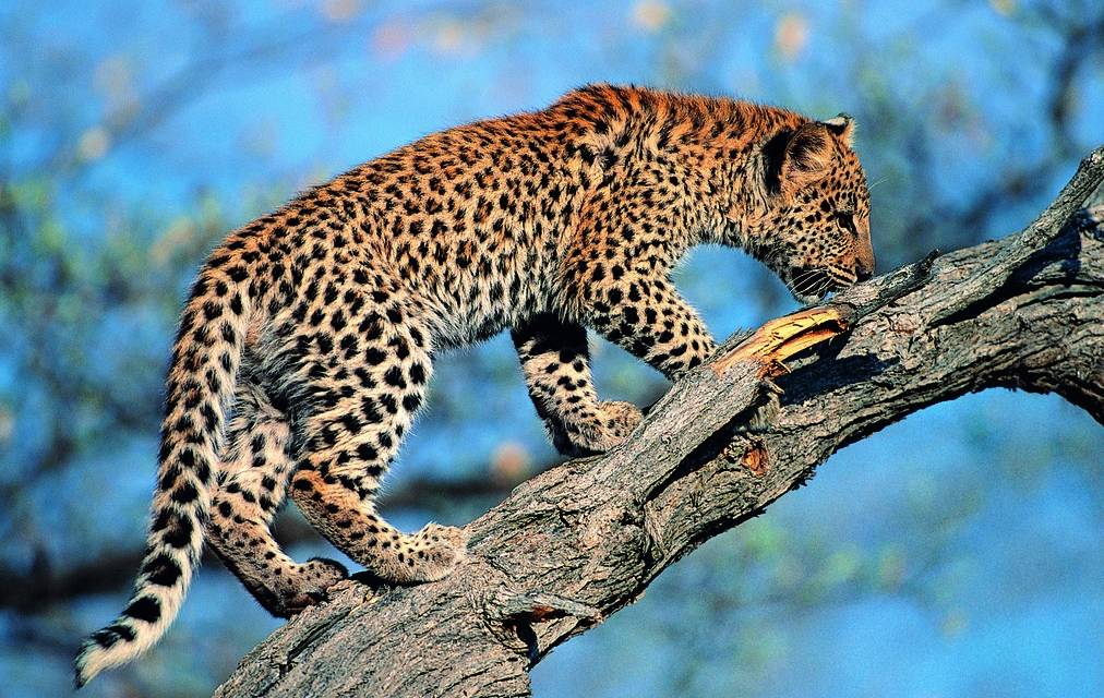 进化过程中，人类全身褪去毛发，为什么只留下头发、阴毛和腋毛？_动物_散热_保护