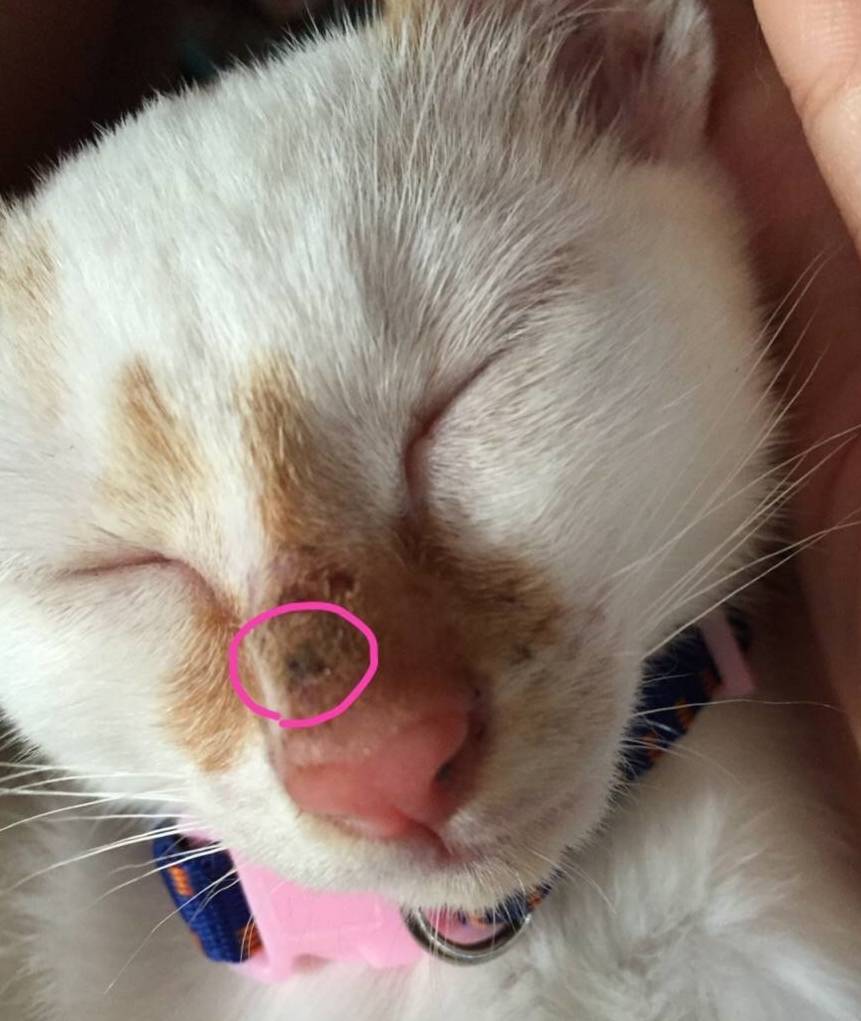 辟谣:猫咪鼻子耳朵上长黑点不是病,更不是发霉了雀斑颜色组织