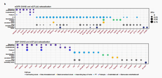 单细胞联合还能这样玩，单细胞和EQTL联合分析确定疾病机制和潜在的治疗方法_基因组_scATAC_研究