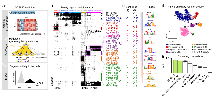 SCENIC单细胞转录因子调控网络分析_基因_cell_信息
