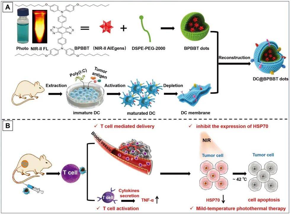 DC膜仿生AIE纳米颗粒在肿瘤靶向NIR-II成像以及低温光热治疗方面的应用_dots_细胞_Funct