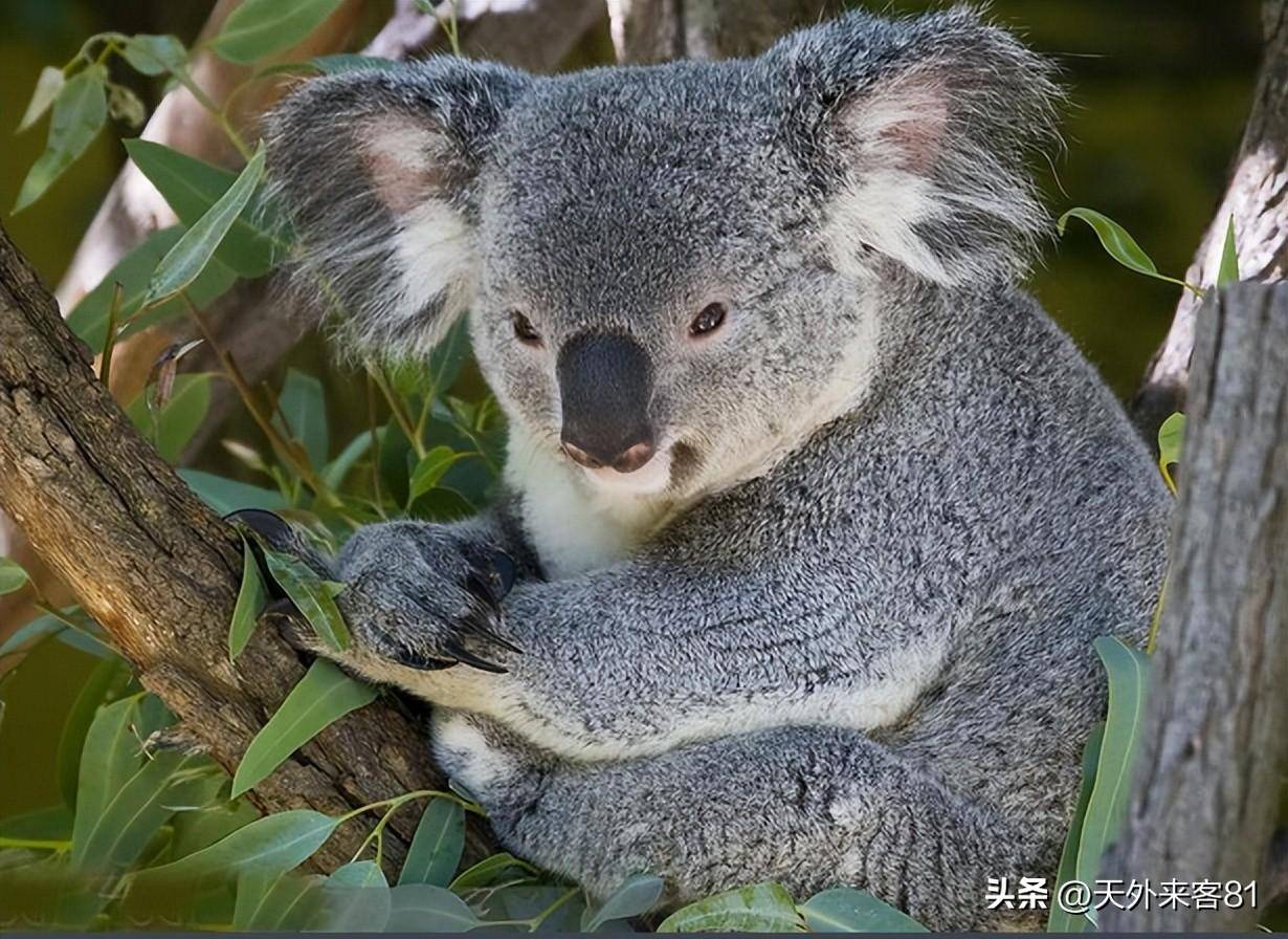 动物世界-第23004期：树袋熊[shù dài xióng]_考拉_澳大利亚_身体
