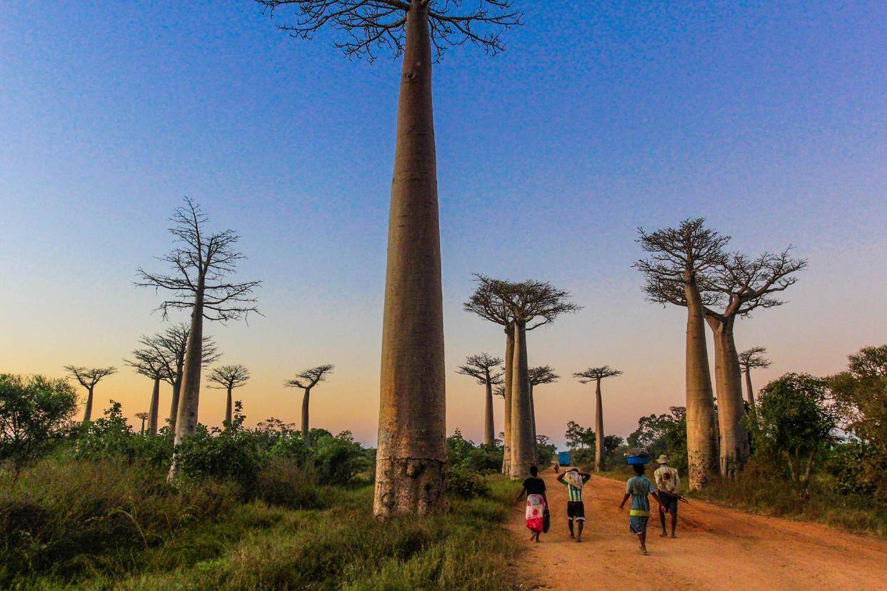 “猴面包树”为何被称为“圣树”？受人类影响，这种树生存维艰！ - 科技频道