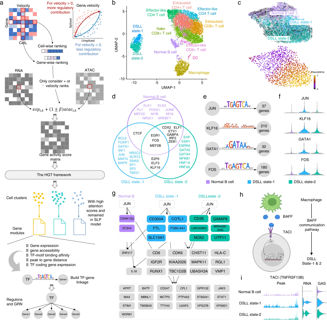 山东大学团队提出基于异构图 Transformer 的单细胞生物网络推理_基因_关系_DeepMAPS