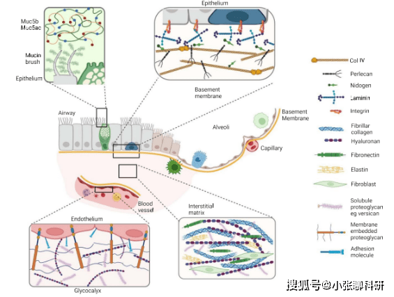 双热点重磅综述丨少有人知的细胞外基质（ECM）和免疫系统对话_Figure_定位_分子